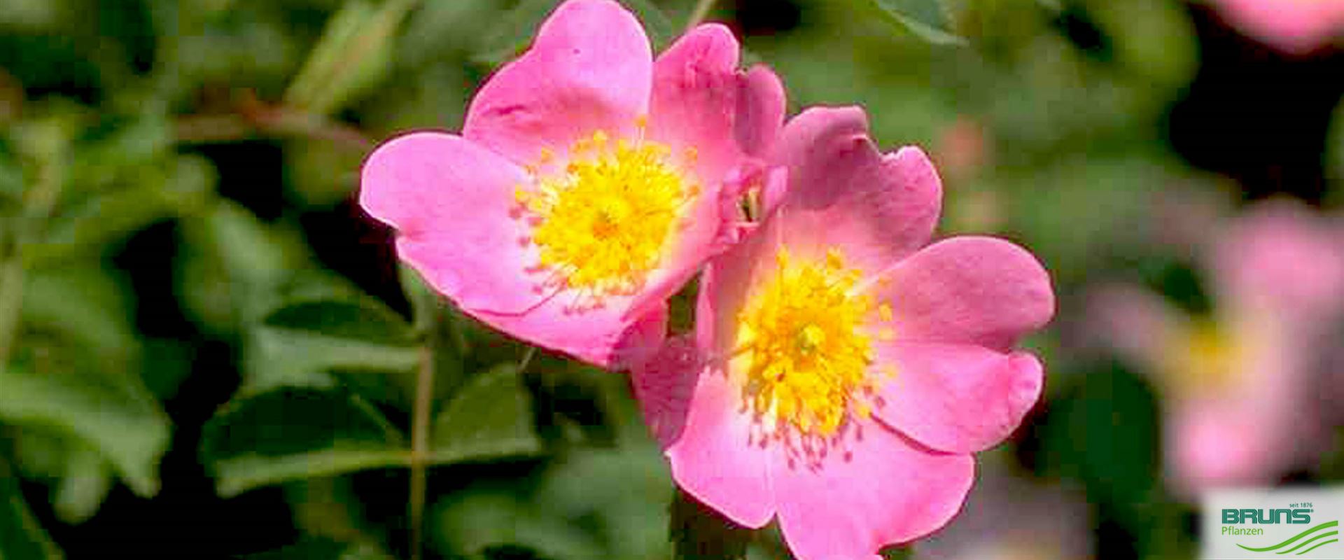 Rosa carolina, Pasture rose von Bruns Pflanzen