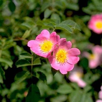 Rosa carolina, Pasture rose von Bruns Pflanzen