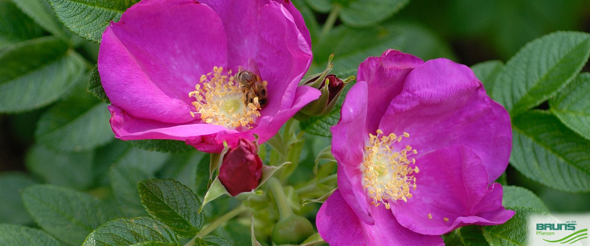 Rosa rugosa, Ramanas rose von Bruns Pflanzen