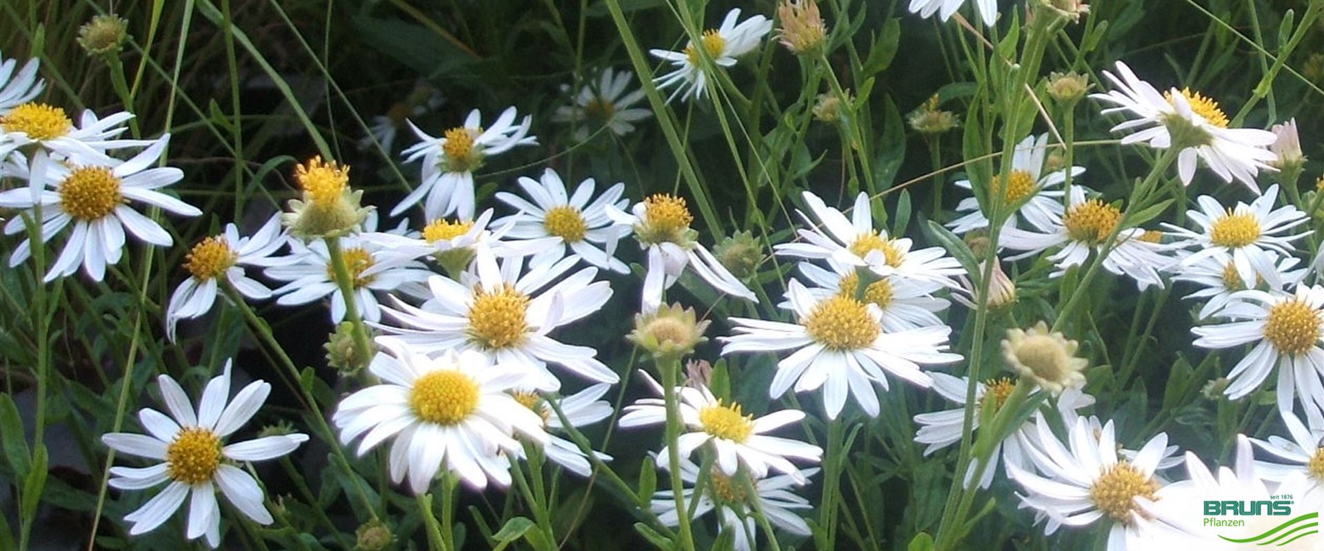 Kalimeris incisa von Bruns Pflanzen