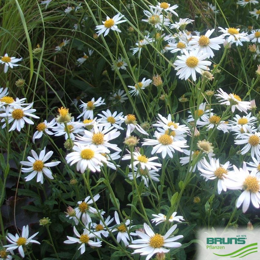 Kalimeris incisa von Bruns Pflanzen