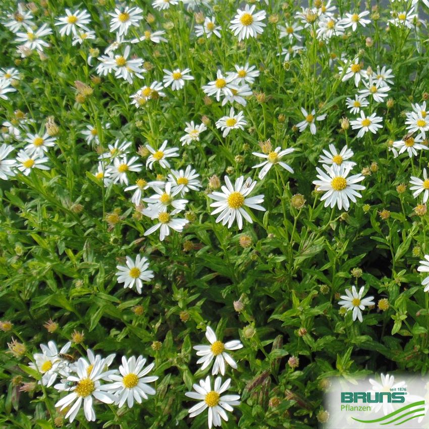 Kalimeris incisa von Bruns Pflanzen