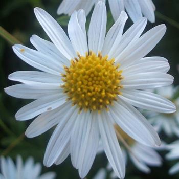 Kalimeris incisa von Bruns Pflanzen