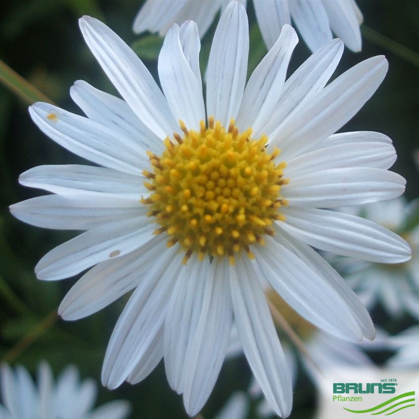 Kalimeris incisa von Bruns Pflanzen