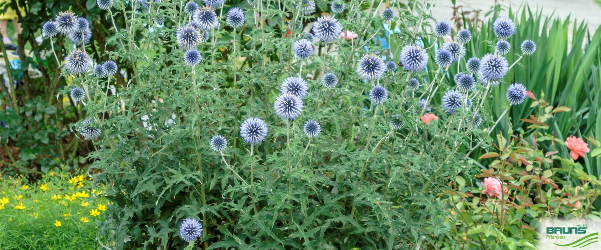 Echinops bannaticus 'Blue Globe' von Bruns Pflanzen