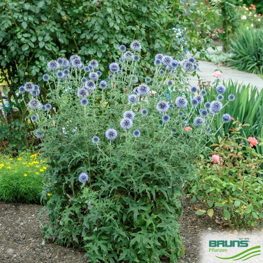 Echinops bannaticus 'Blue Globe' von Bruns Pflanzen