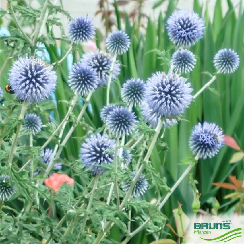 Echinops bannaticus 'Blue Globe' von Bruns Pflanzen