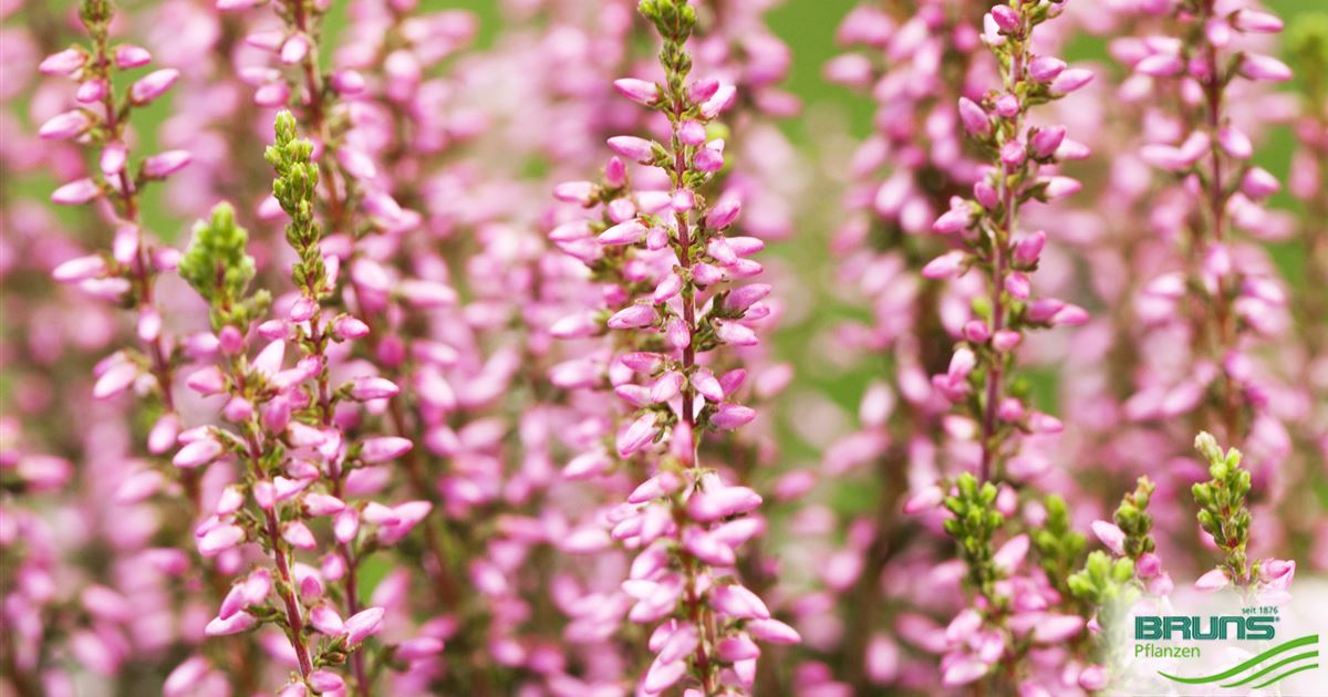 Calluna 'Rosita' (S) von Bruns Pflanzen