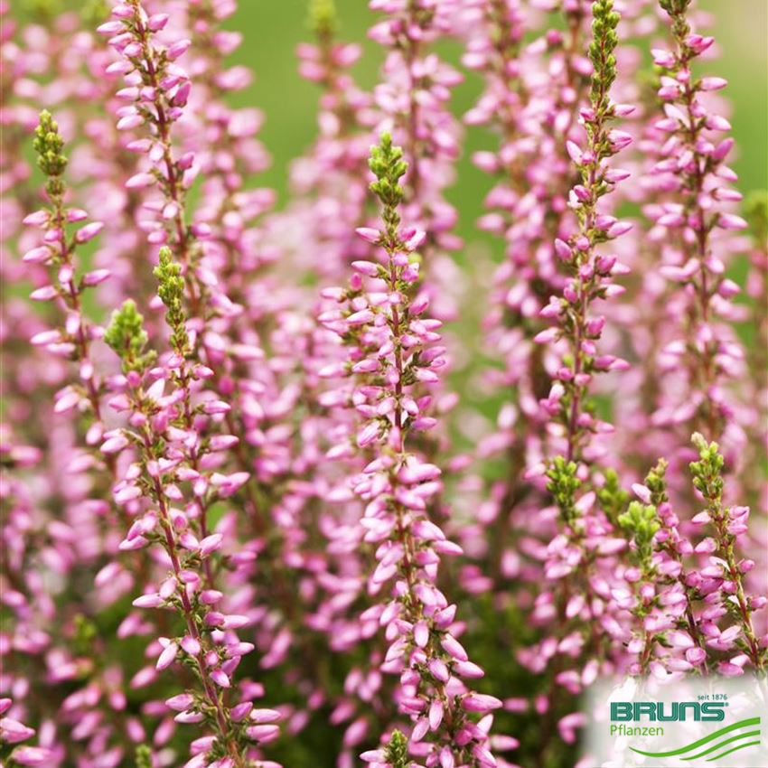 Calluna 'Rosita' (S) von Bruns Pflanzen