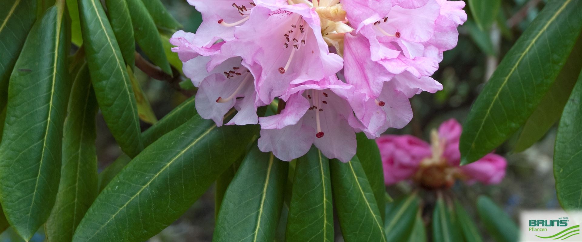 Rhododendron oreodoxa von Bruns Pflanzen