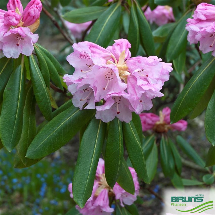 Rhododendron oreodoxa von Bruns Pflanzen