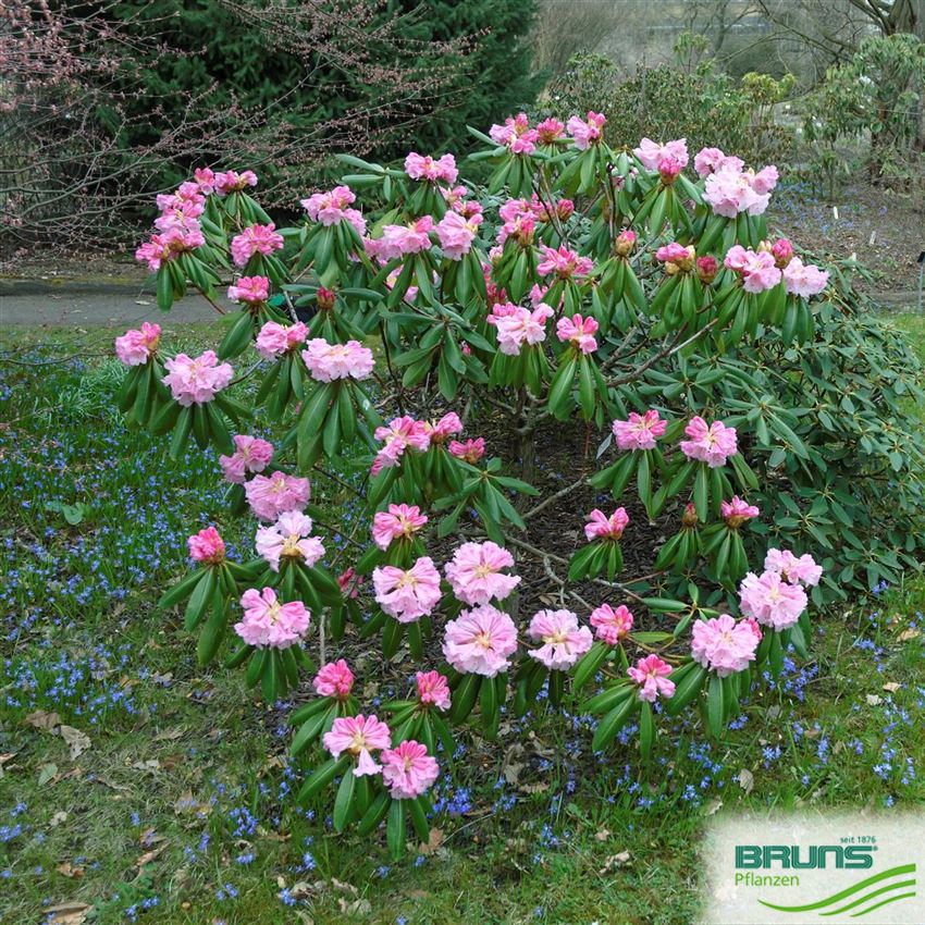 Rhododendron oreodoxa von Bruns Pflanzen