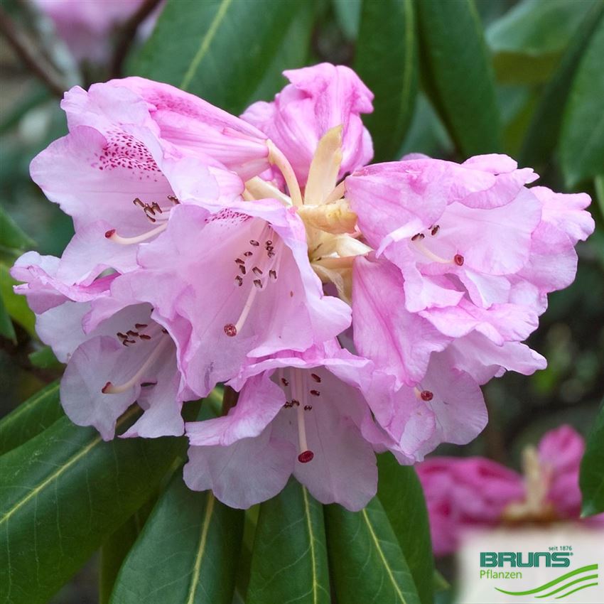 Rhododendron oreodoxa von Bruns Pflanzen