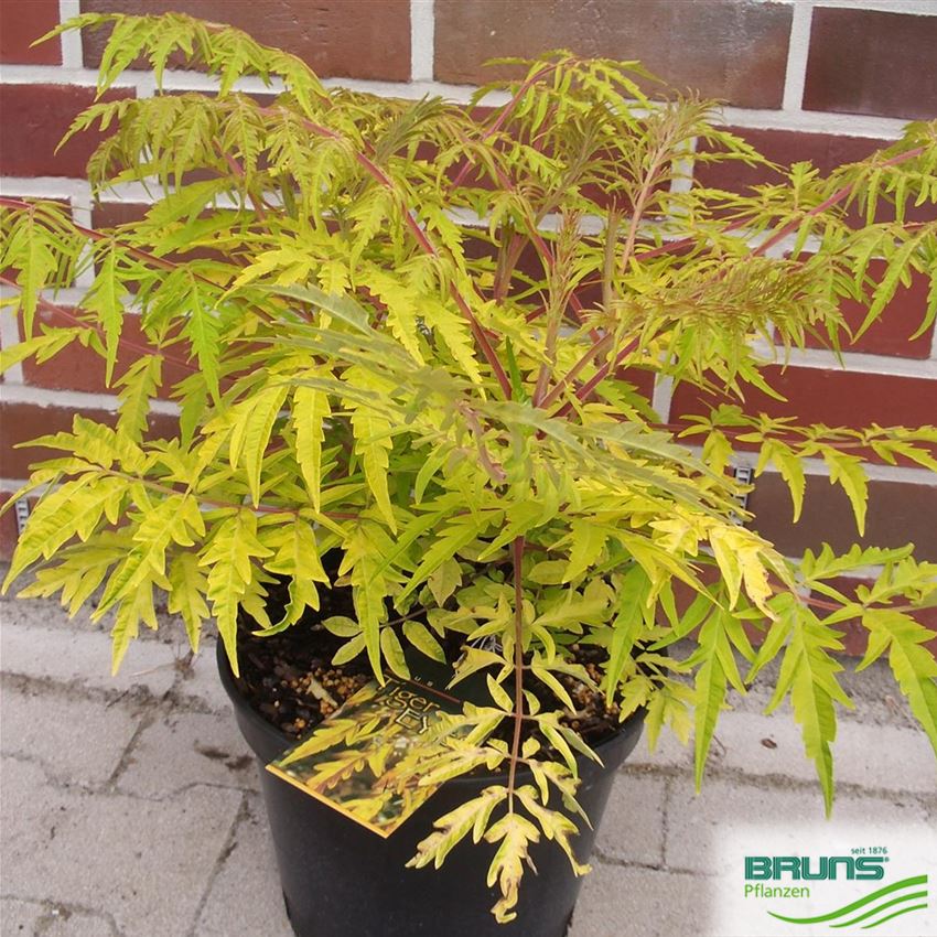 Rhus typhina 'Tiger Eyes' (R) von Bruns Pflanzen