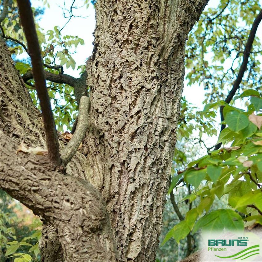 Phellodendron amurense, Amur tree von Bruns Pflanzen