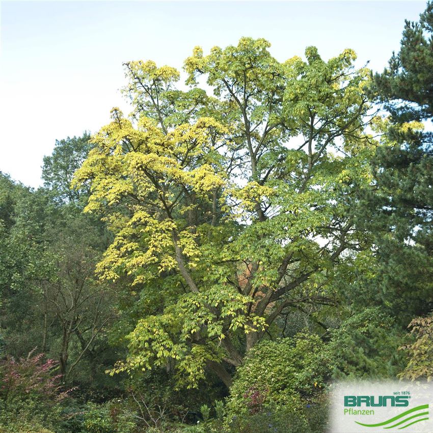 Phellodendron amurense, Amur-Korkbaum von Bruns Pflanzen