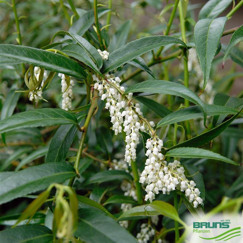 Leucothoe fontanesiana von Bruns Pflanzen