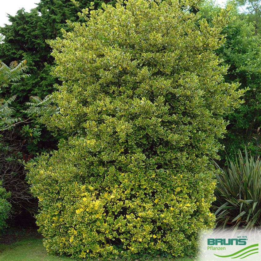 Ilex x altaclerensis 'Golden King' von Bruns Pflanzen
