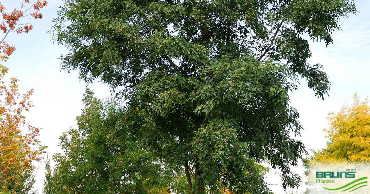 Robinia pseudoacacia 'Unifoliola', Einblättrige Robinie von Bruns Pflanzen