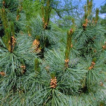 Pinus pumila 'Glauca' von Bruns Pflanzen