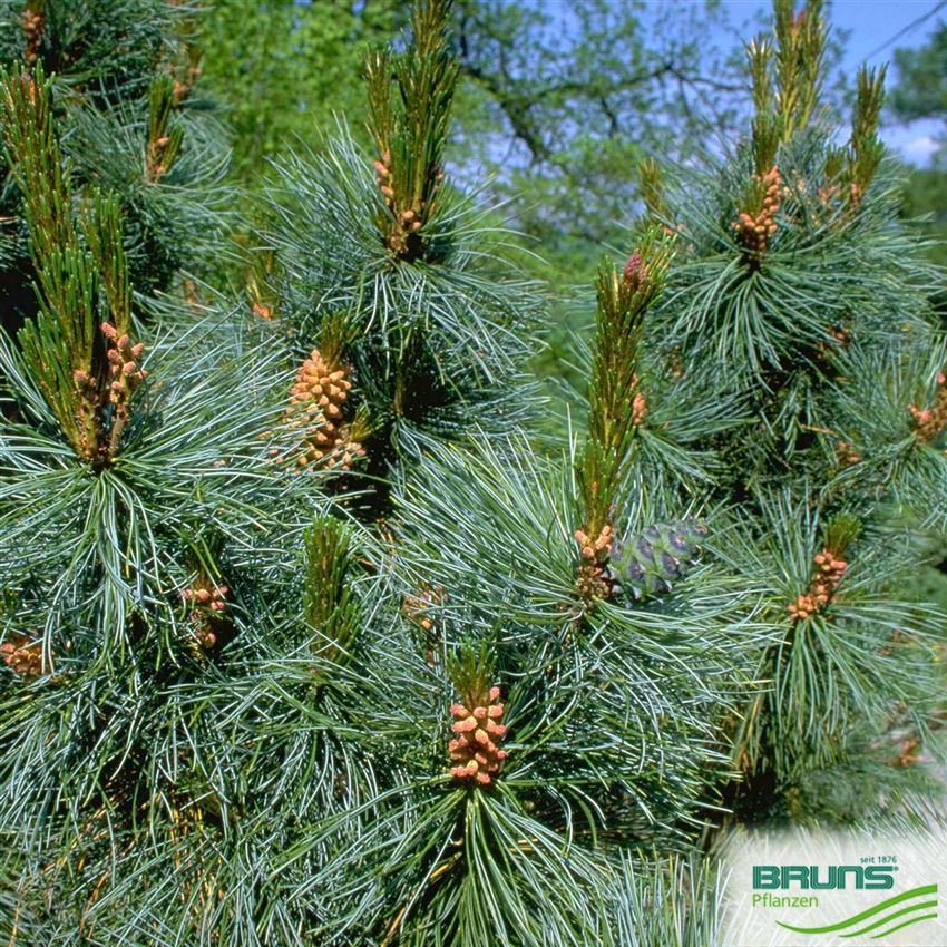 Pinus pumila 'Glauca' von Bruns Pflanzen