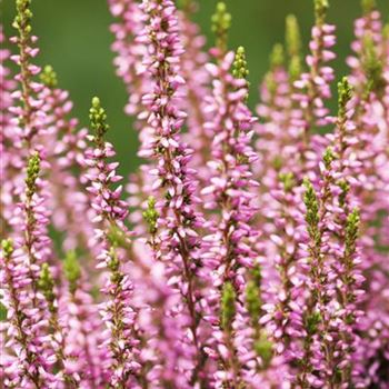 Calluna 'Rosita' (S) von Bruns Pflanzen