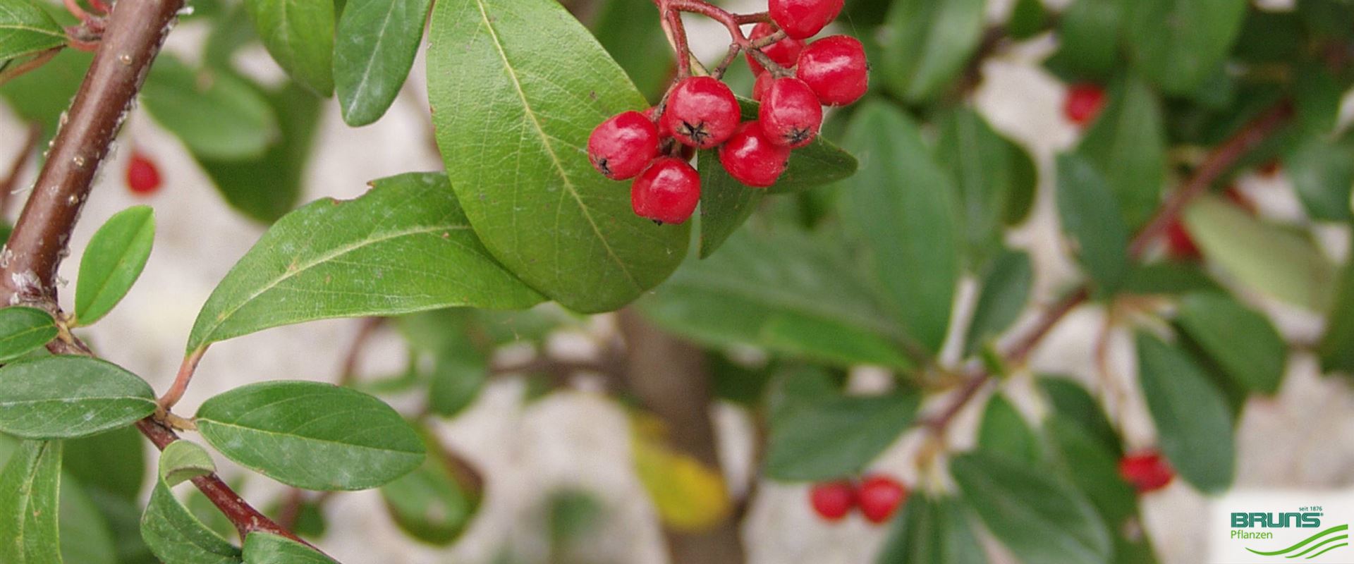 Cotoneaster 'Pendulus' von Bruns Pflanzen