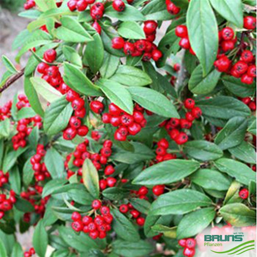 Cotoneaster 'Pendulus' von Bruns Pflanzen