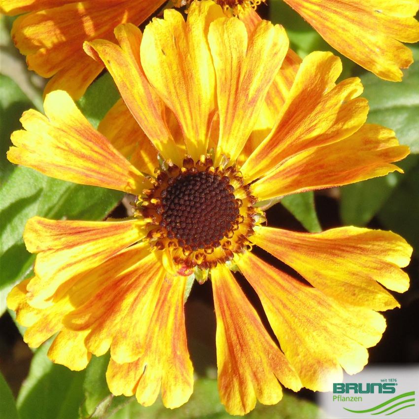 Helenium 'Waltraut' von Bruns Pflanzen