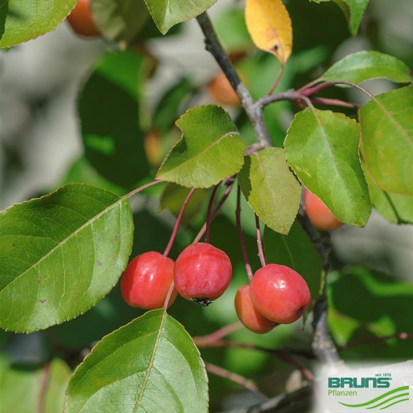 Malus 'Rudolph' von Bruns Pflanzen