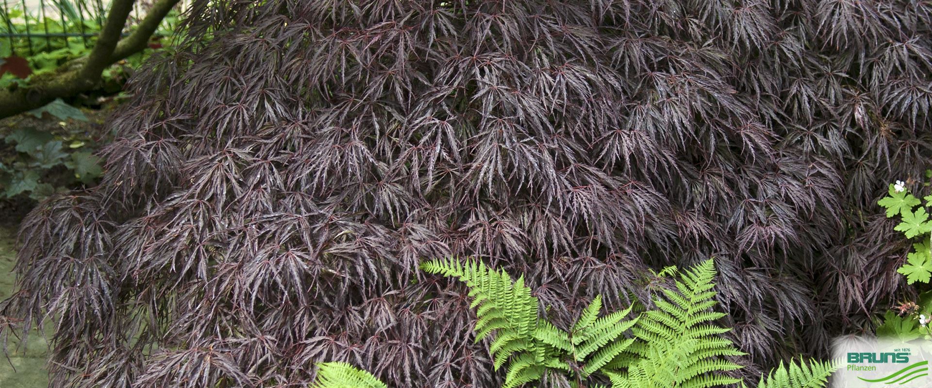 Acer palmatum 'Dissectum Inaba-Shidare' von Bruns Pflanzen