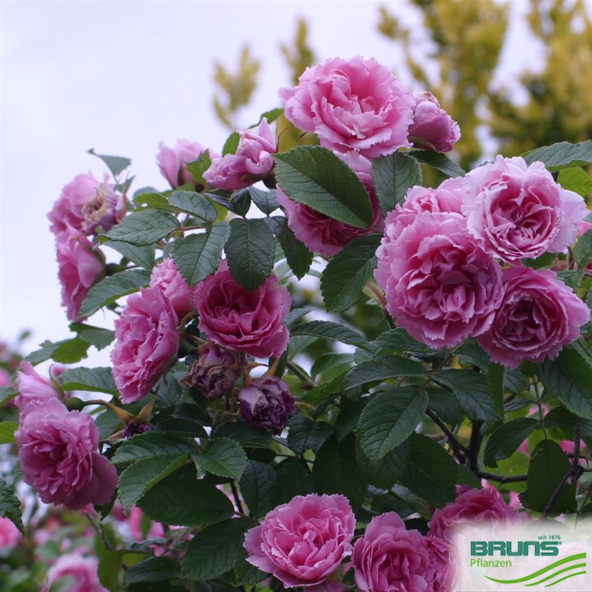 Strauchrose 'Pink Grootendorst' von Bruns Pflanzen