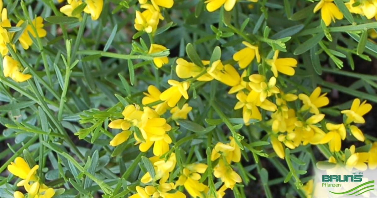 Genista lydia, Goldland-Ginster von Bruns Pflanzen
