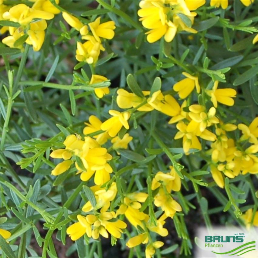 Genista lydia, Spanish gorse, Spanish broom von Bruns Pflanzen