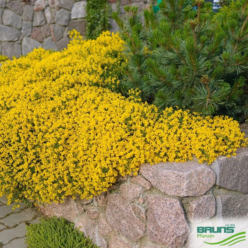 Genista lydia, Spanish gorse, Spanish broom von Bruns Pflanzen