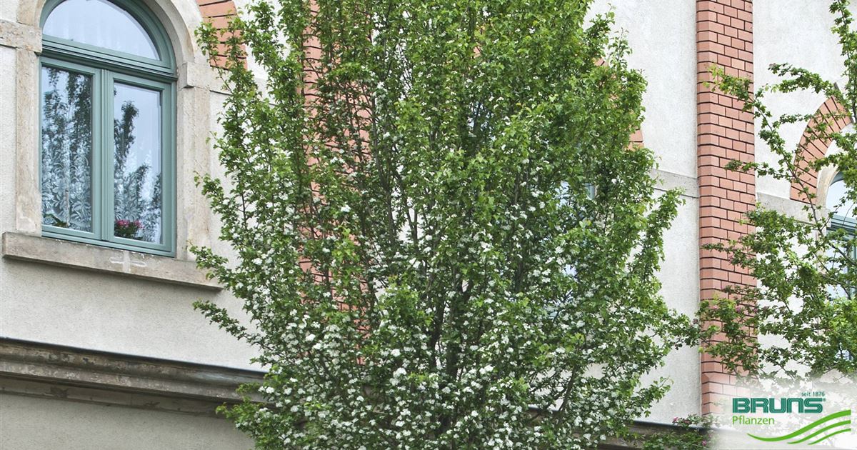 Crataegus monogyna 'Stricta' von Bruns Pflanzen