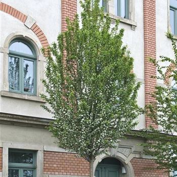 Crataegus monogyna 'Stricta' von Bruns Pflanzen