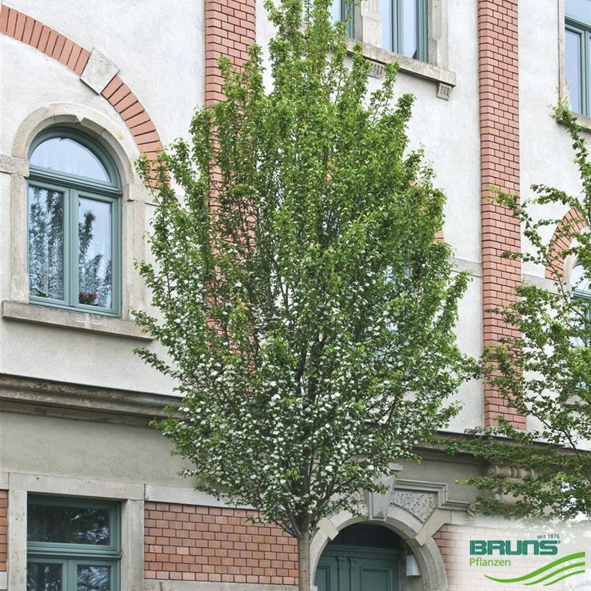 Crataegus monogyna 'Stricta' von Bruns Pflanzen