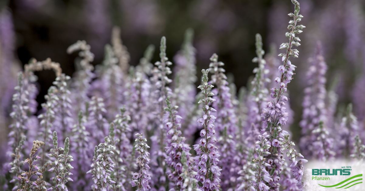 Calluna 'Silver Knight' von Bruns Pflanzen