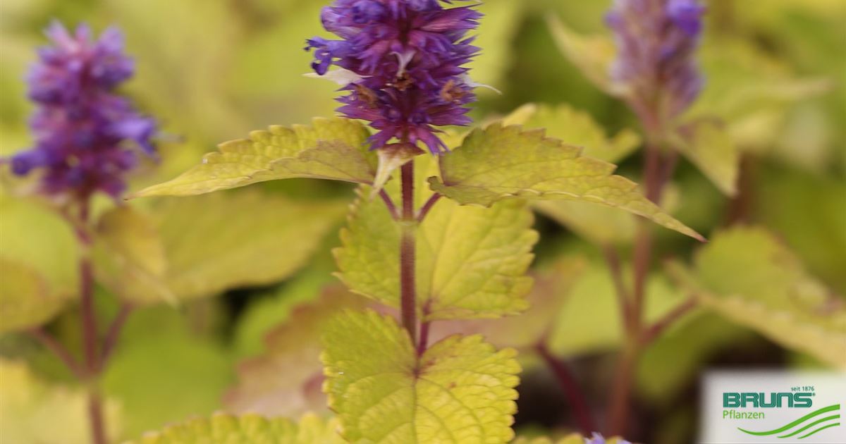 Agastache rugosa 'Golden Jubilee' von Bruns Pflanzen