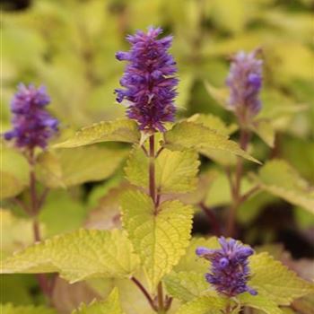 Agastache rugosa 'Golden Jubilee' von Bruns Pflanzen