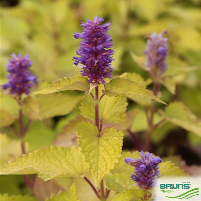 Agastache rugosa 'Golden Jubilee' von Bruns Pflanzen