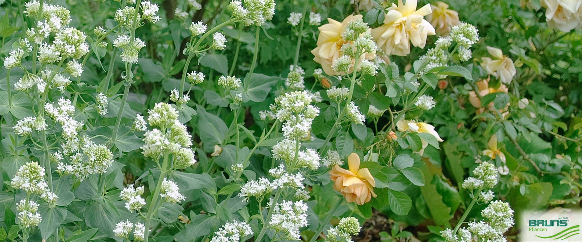 Centranthus ruber 'Albus' von Bruns Pflanzen