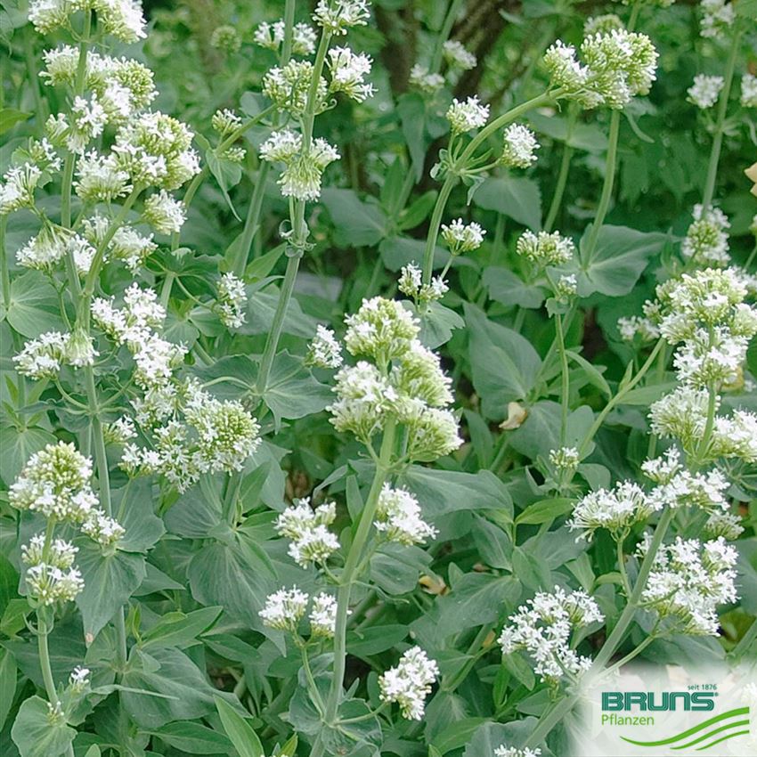 Centranthus ruber 'Albus' von Bruns Pflanzen
