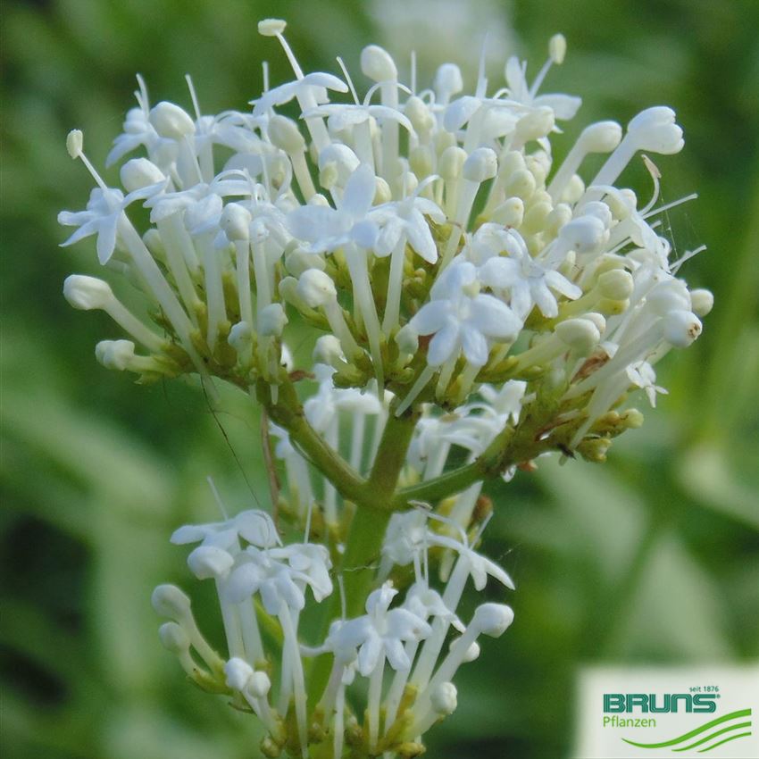 Centranthus ruber 'Albus' von Bruns Pflanzen