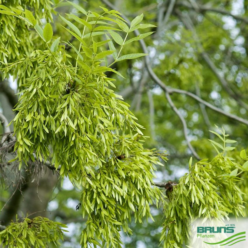 Fraxinus excelsior, Gewöhnliche Esche von Bruns Pflanzen