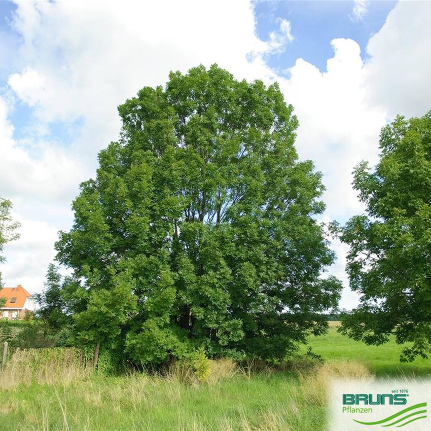 Fraxinus excelsior, Gewöhnliche Esche von Bruns Pflanzen