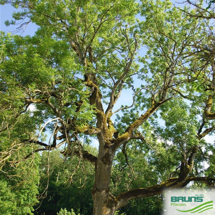 Fraxinus excelsior, Gewöhnliche Esche von Bruns Pflanzen