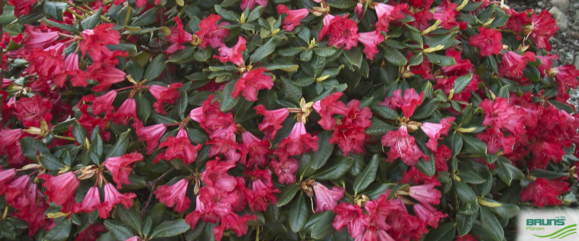 Rhododendron repens 'Baden-Baden' von Bruns Pflanzen