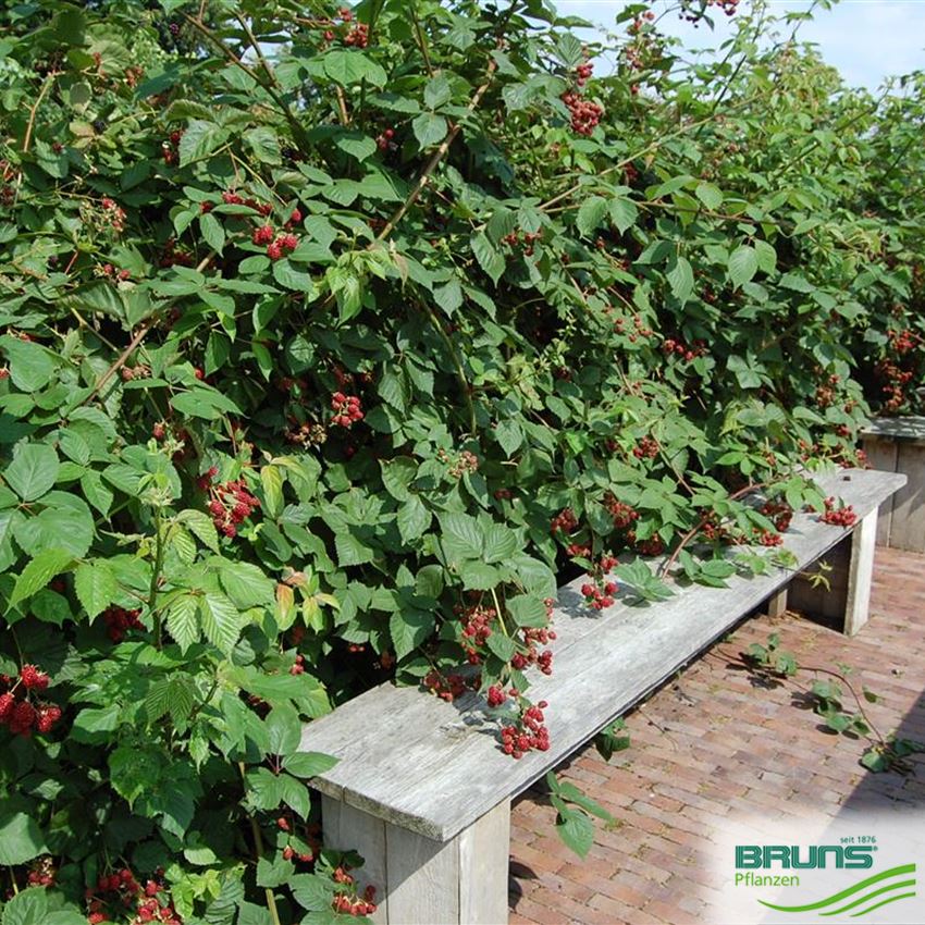 Rubus fruticosus, Common blackberry, bramble von Bruns Pflanzen